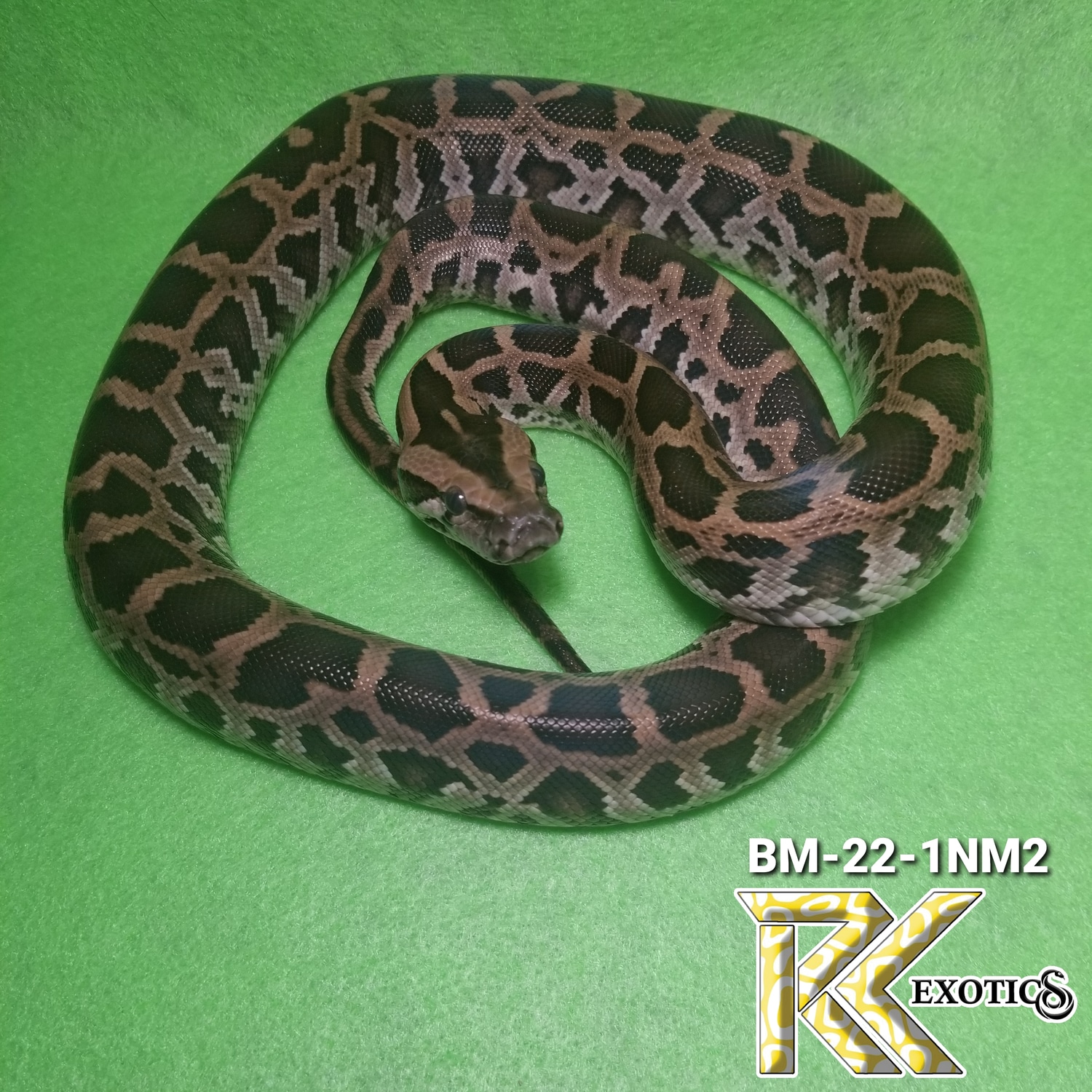 Het Green PH Carmel Granite Albino Burmese Python by RKexotics Reptiles ...