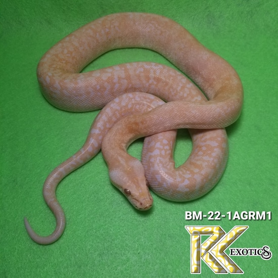 Albino Granite Het Green PH Carmel Burmese Python by RKexotics Reptiles