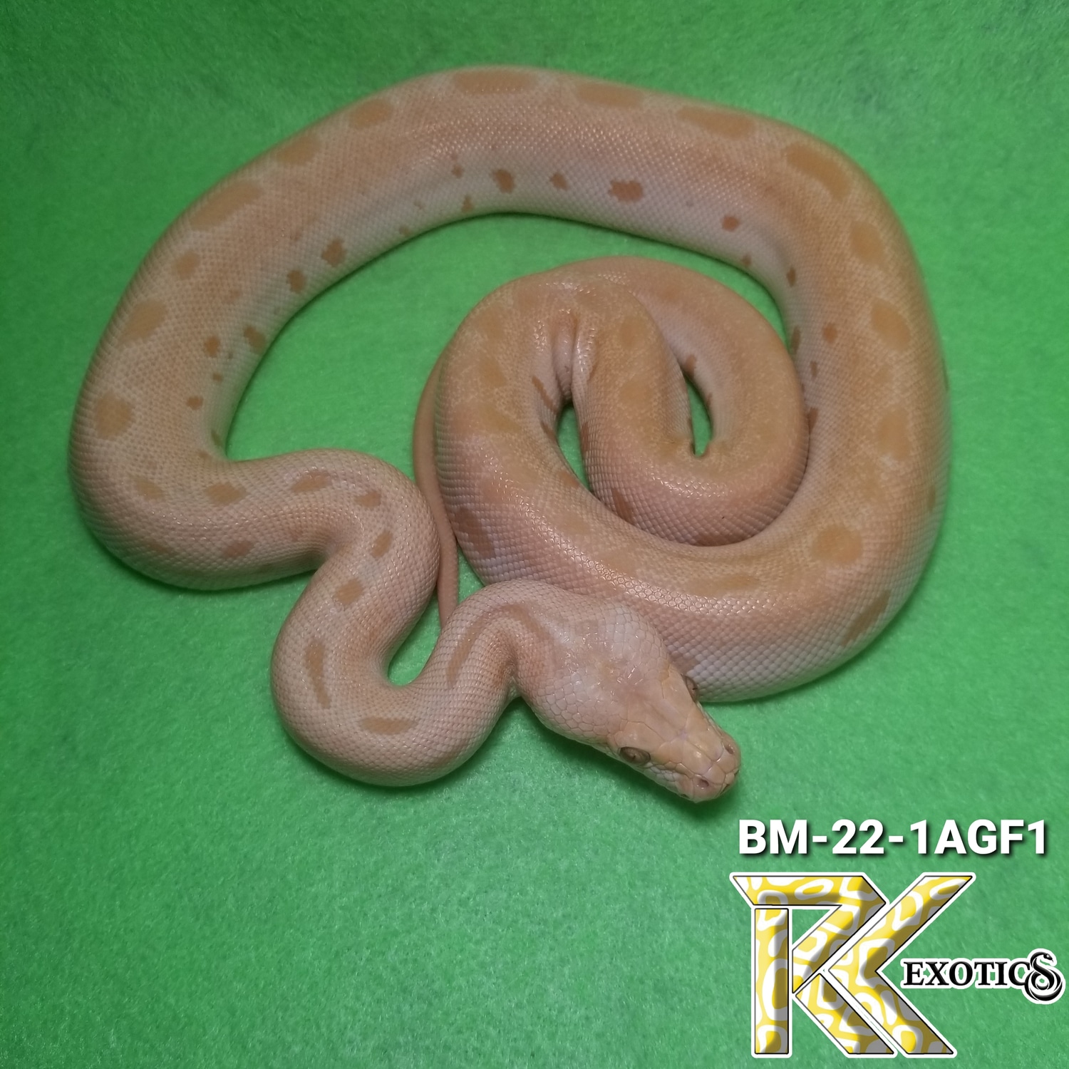 Albino Green Ph Carmel Granite Burmese Python by RKexotics Reptiles ...