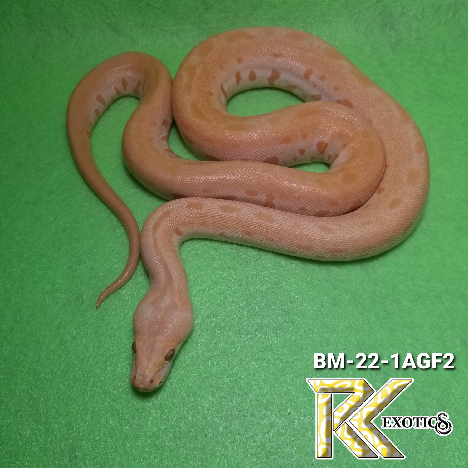 Albino Green Ph Carmel Granite Burmese Python by RKexotics Reptiles ...