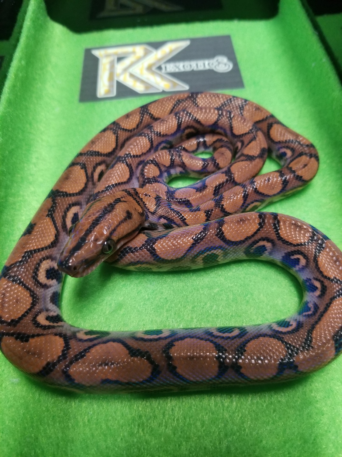 Male Brazilian Rainbow Boa by RKexotics Reptiles - MorphMarket