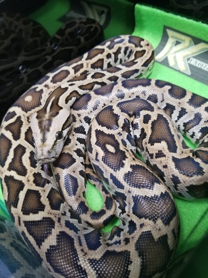Het Green Possible Het Caramel Granite Albino Burmese Python by ...