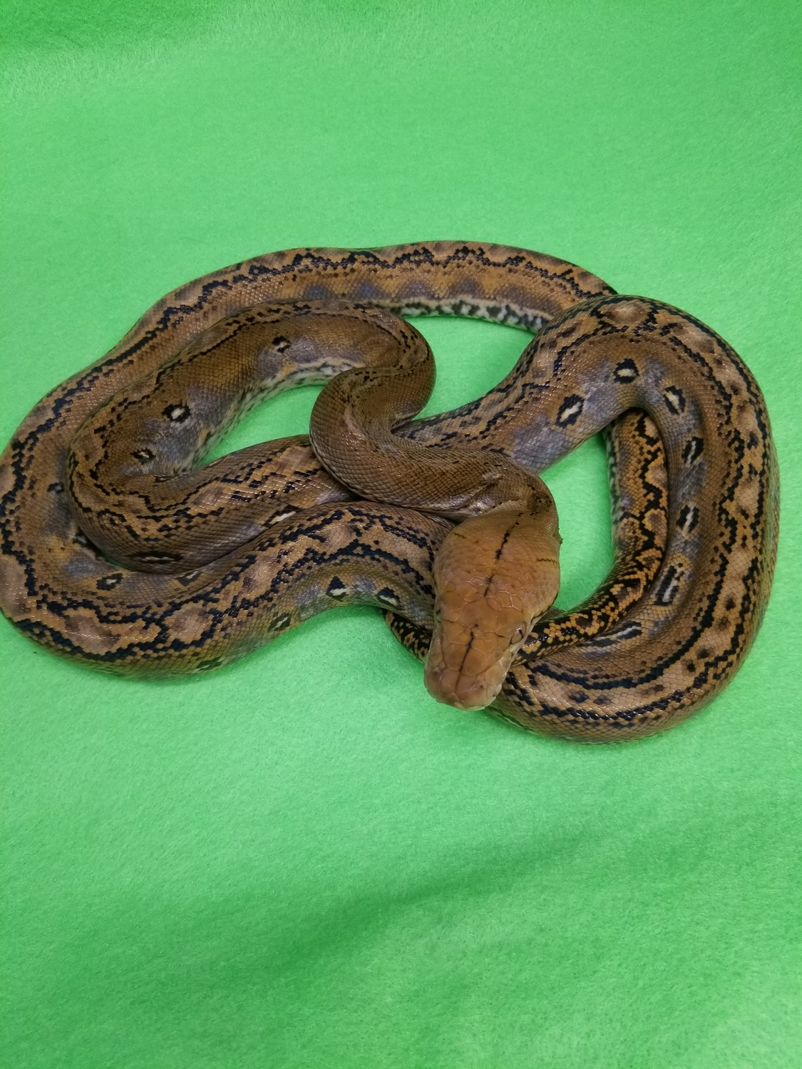 Marble Het Purple Reticulated Python by RKexotics Reptiles - MorphMarket