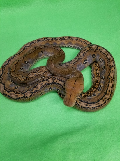 Marble Het Purple Reticulated Python by RKexotics Reptiles