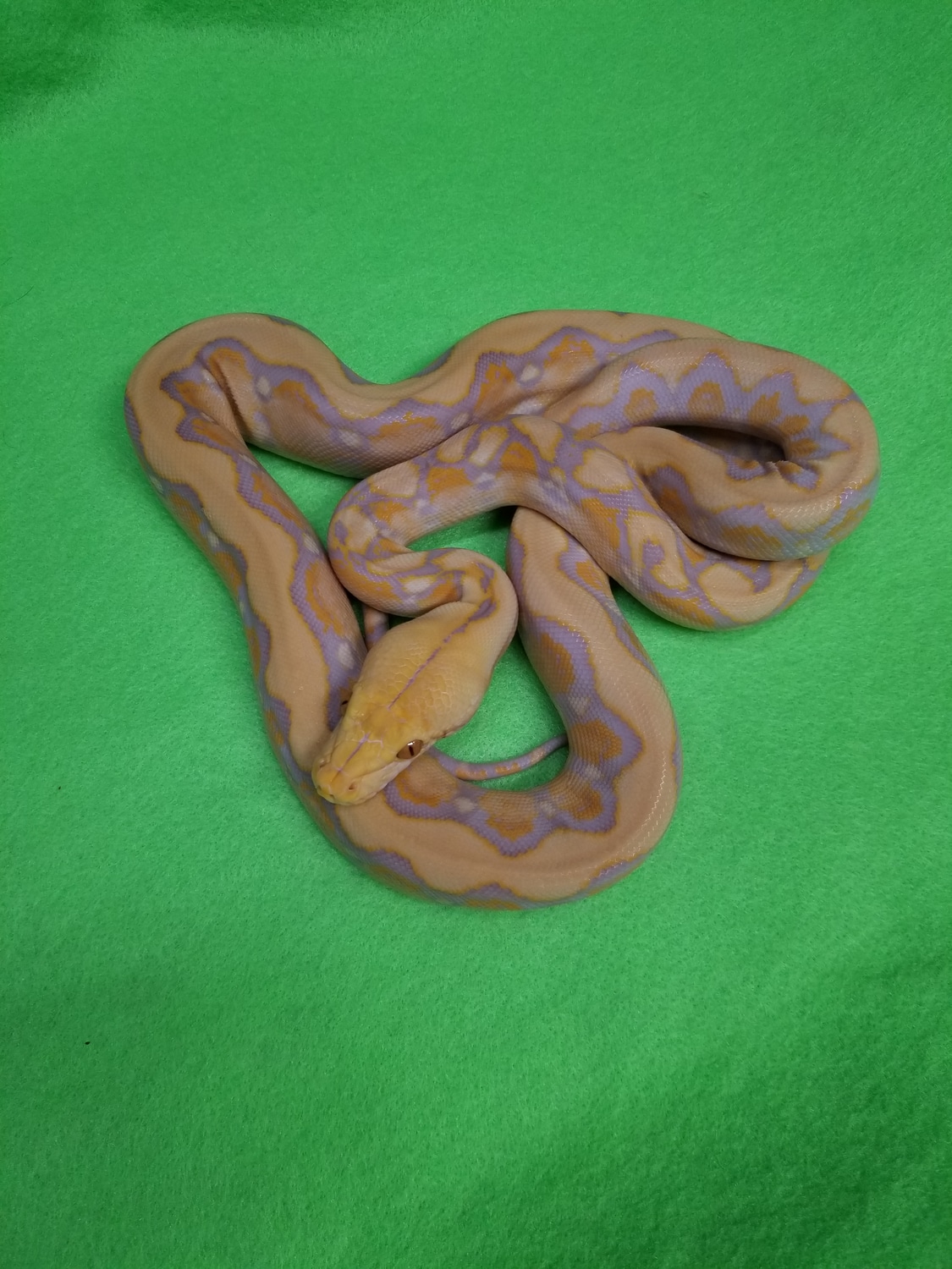 Lavender Het Pied Reticulated Python by RKexotics Reptiles - MorphMarket
