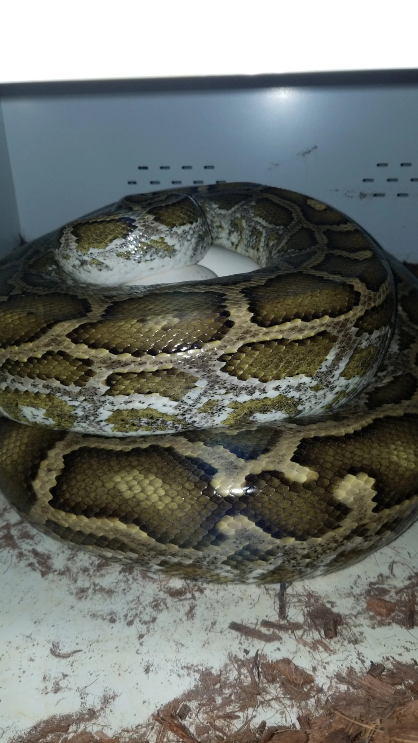 Burmese Python Clutch: BM-23-01 by RKexotics Reptiles - MorphMarket