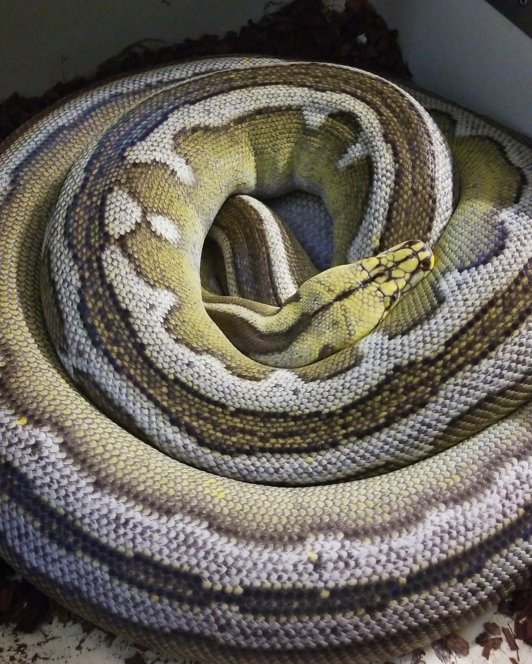 Phantom Motley Tiger Het Purple Reticulated Python by RKexotics ...
