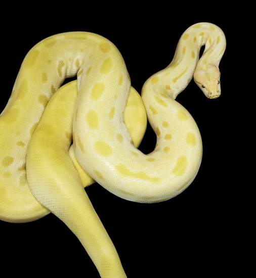 Caramel Green Het Albino Granite Burmese Python by RKexotics Reptiles