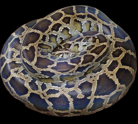 Pos Het Albino Caramel Granite Green Burmese Python by RKexotics Reptiles
