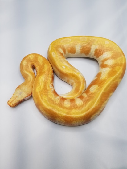 T- CBE Stripe Blood Python by RKexotics Reptiles