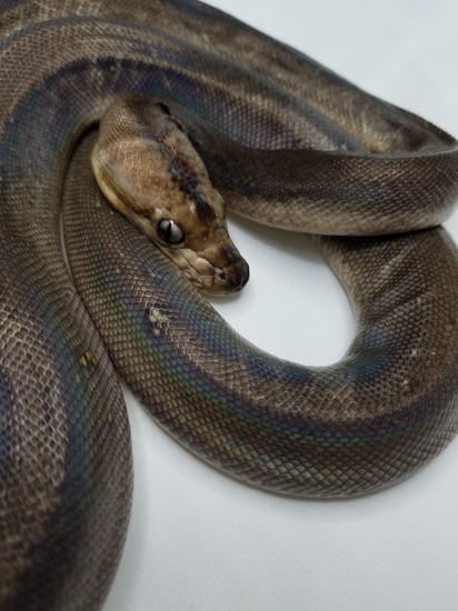 Super Motley Tiger Pos Het Pied Purple Reticulated Python by RKexotics ...