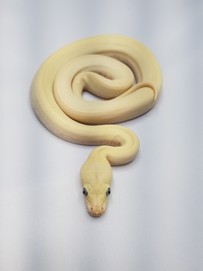 Ivory Het Lab Het Albino Burmese Python by RKexotics Reptiles