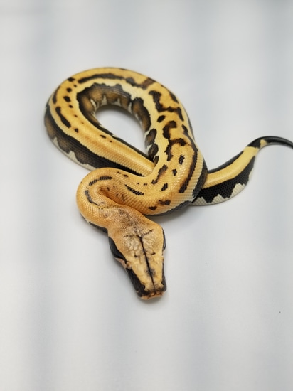Goldeneye 66%het T- Blood Python by RKexotics Reptiles
