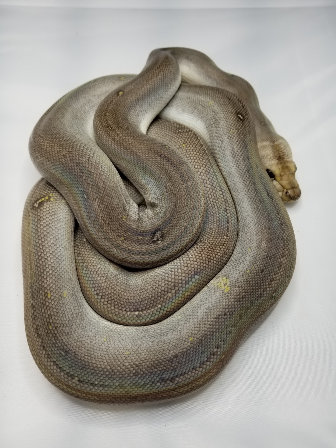 Super Motley Tiger Pos Het Purple Pied Reticulated Python by RKexotics ...