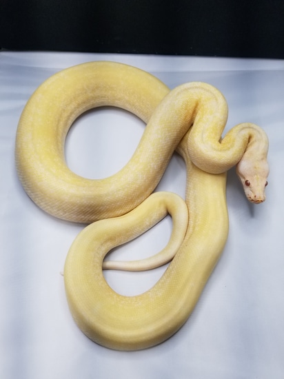 Albino Green Granite Pos Het Caramel Burmese Python by RKexotics Reptiles