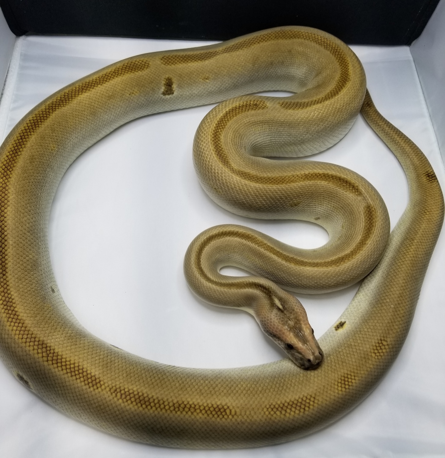 Green Pos Het Albino Caramel Granite Burmese Python by RKexotics ...