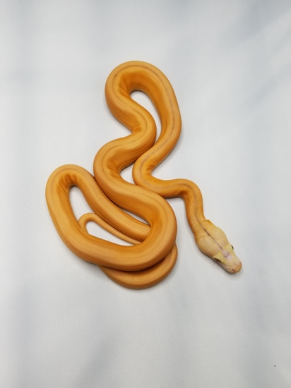 Purple Motley Suntiger Pos Het OGS Reticulated Python by RKexotics Reptiles