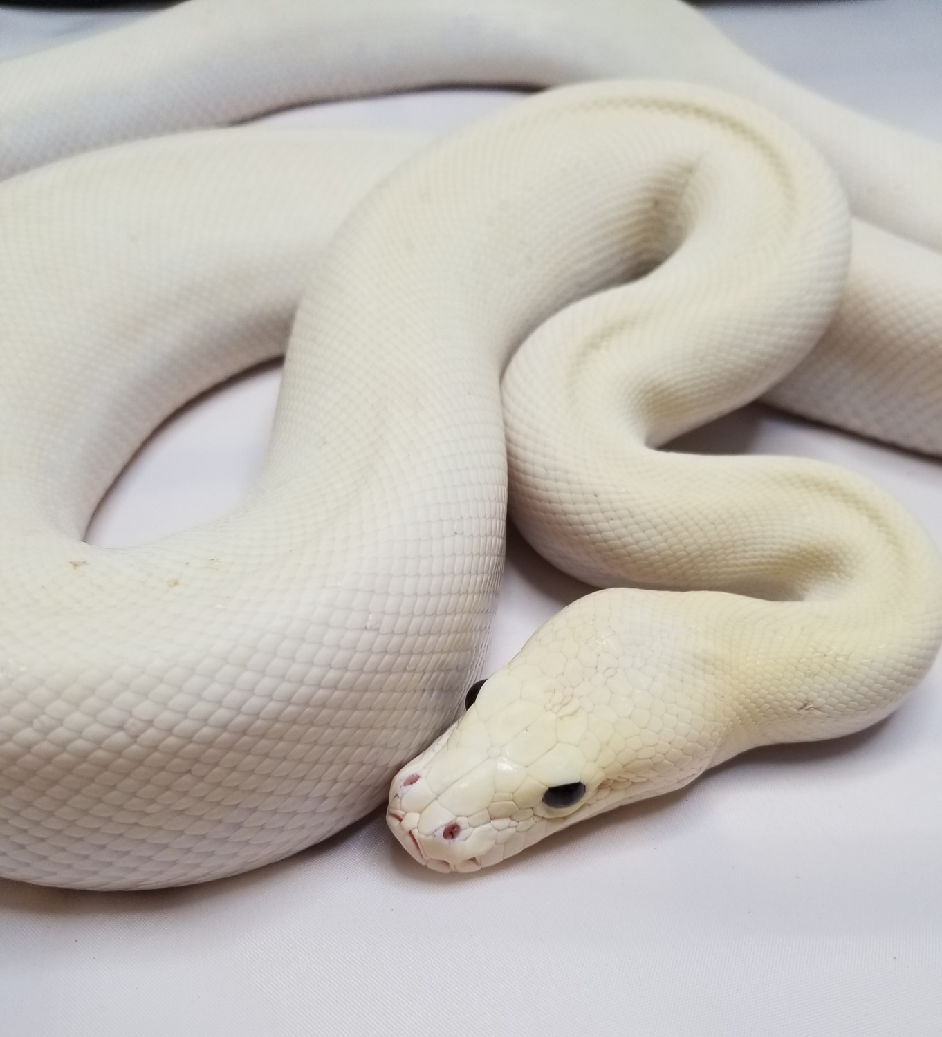 Ivory Het Lab Pos Het Albino Green Granite Burmese Python by RKexotics ...