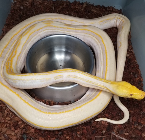 Adult Lavender Genetic Stripe Reticulated Python by RKexotics Reptiles