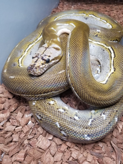 Phantom Anthrax Reticulated Python by RKexotics Reptiles