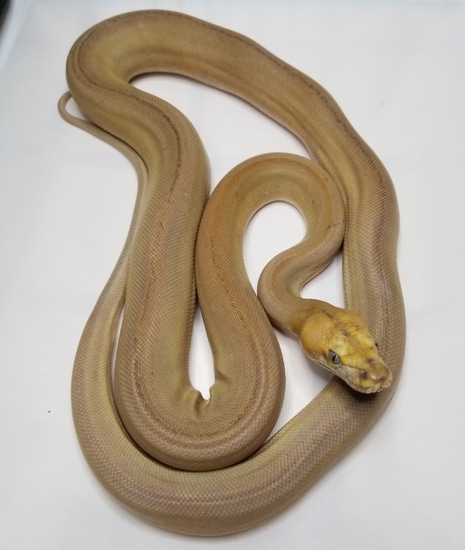 Mochino Motley Goldenchild Tiger Reticulated Python by RKexotics Reptiles