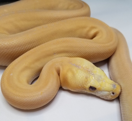 Purple Motley Goldenchild Tiger Reticulated Python by RKexotics Reptiles