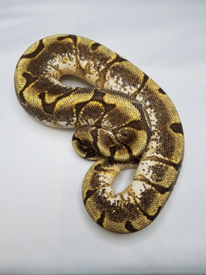Yellowbelly Spider Het Pied Ball Python by RKexotics Reptiles
