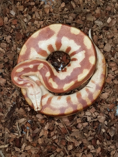 T- Albino Blood Python by RKexotics Reptiles