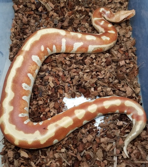 T+ Albino Karma Blood Python by RKexotics Reptiles