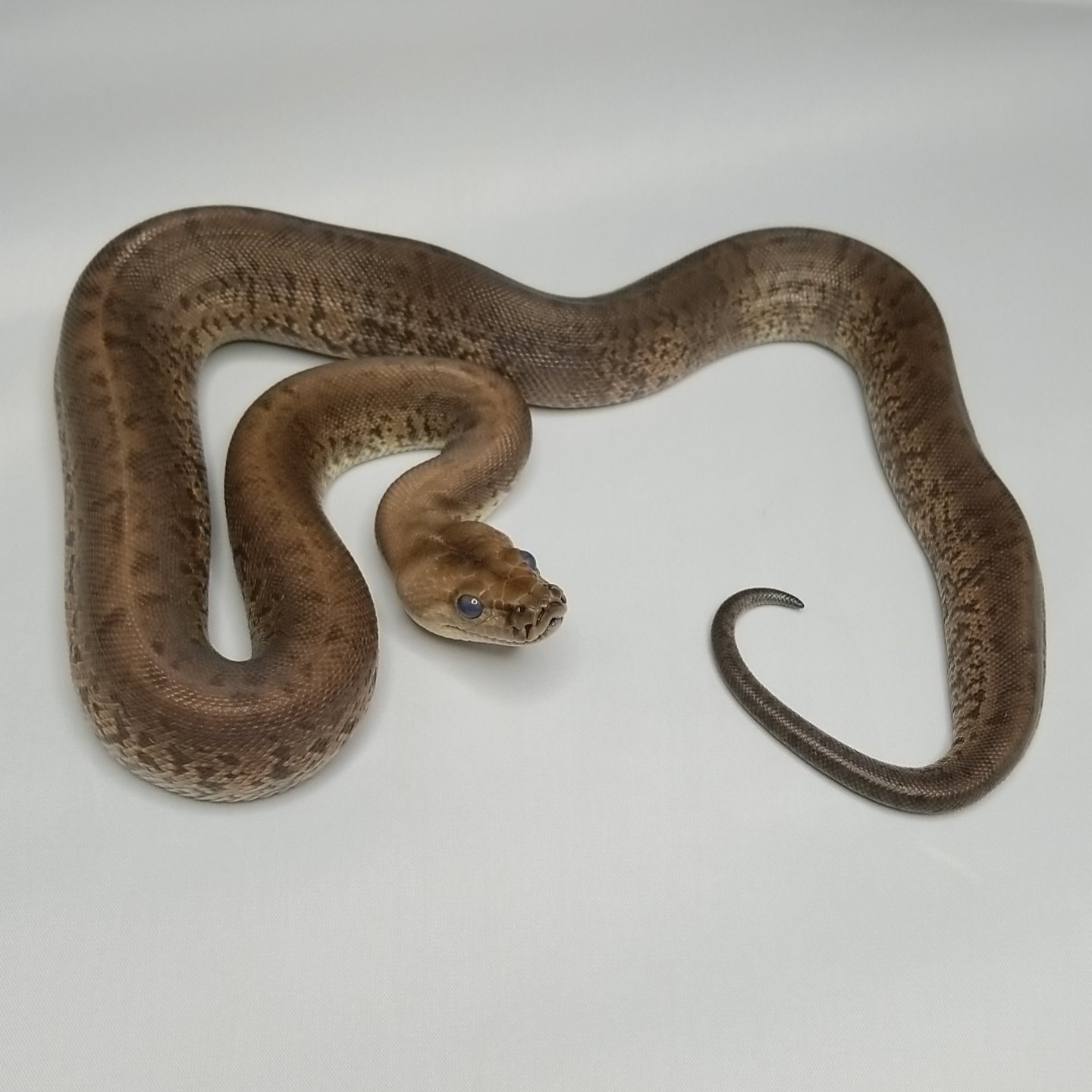 Green Granite Het GC Caramel Burmese Python by RKexotics Reptiles ...