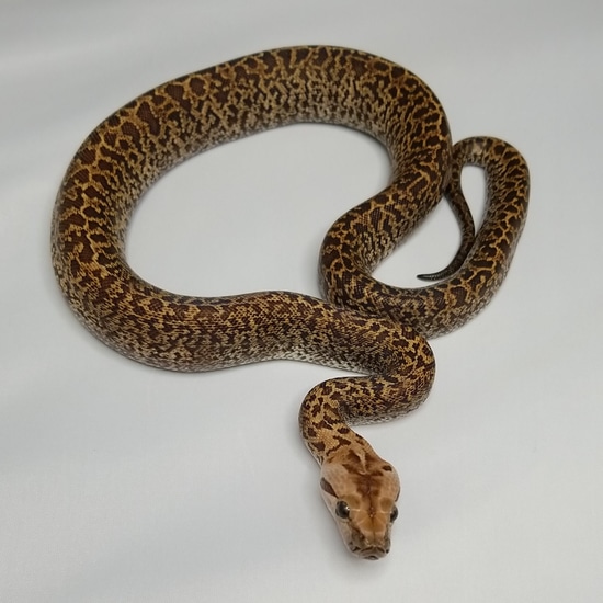 Granite Het GC Caramel Green Burmese Python by RKexotics Reptiles