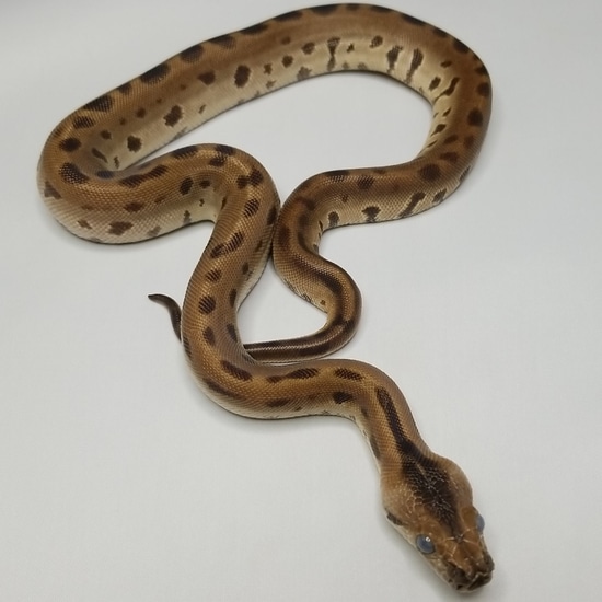 Green Het GC Caramel Pos Het Granite Burmese Python by RKexotics Reptiles