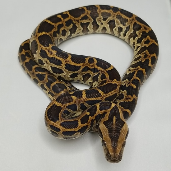 Het GC Caramel Green Pos Het Granite Burmese Python by RKexotics Reptiles