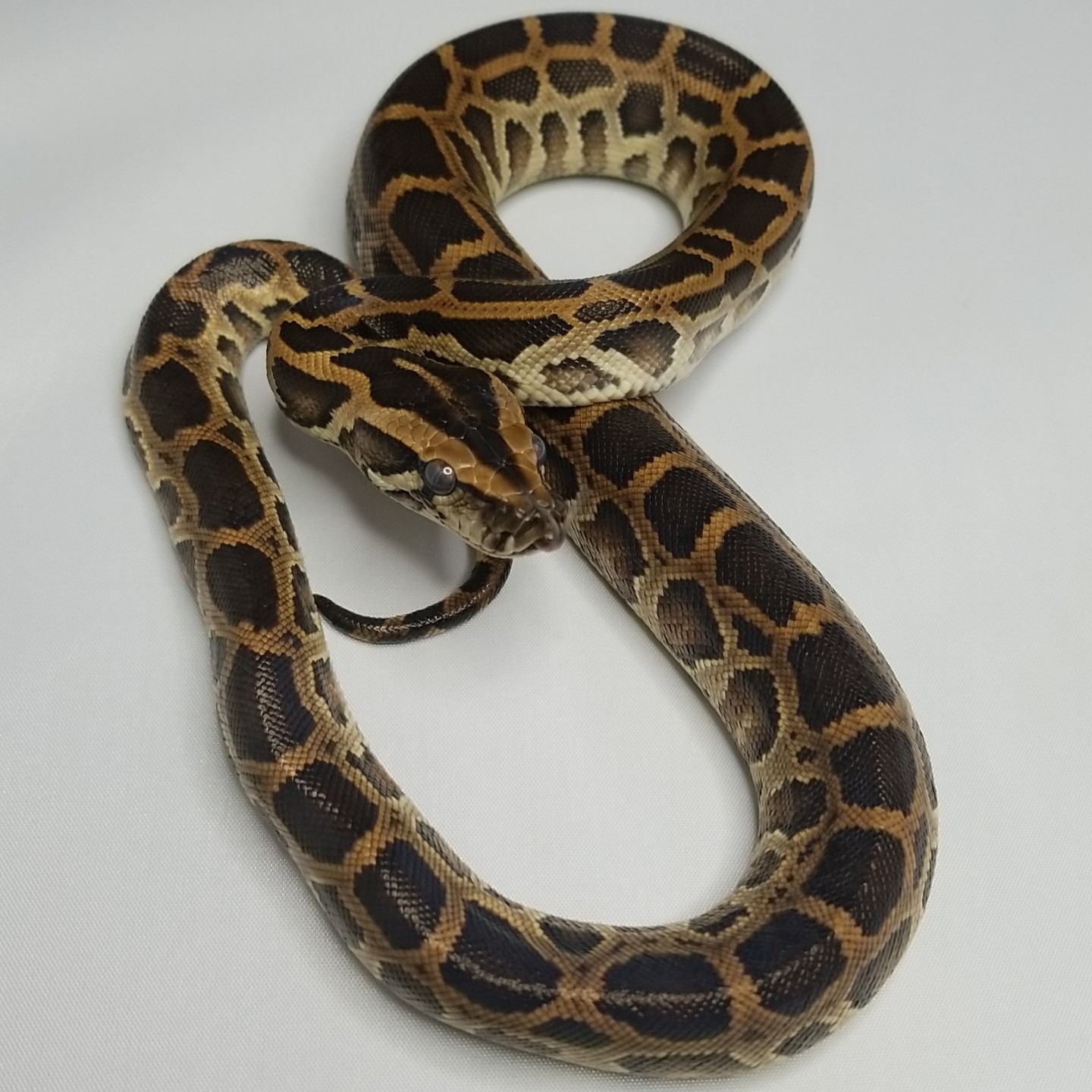 Het GC Caramel Green Pos Het Granite Burmese Python by RKexotics ...