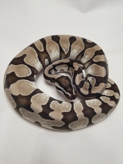 VPI Axanthic Enchi Ball Python by RKexotics Reptiles