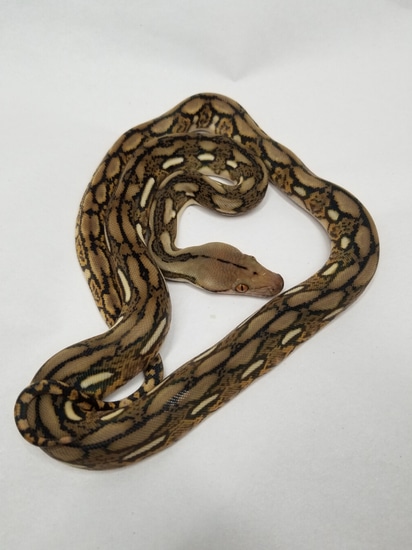Tiger 50% Het Ocelot Purple 66% Het OGS Reticulated Python by RKexotics ...