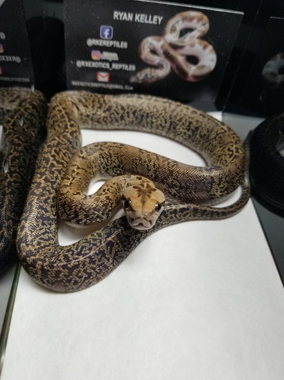 Granite 66% Het Pied Albino Burmese Python by RKexotics Reptiles