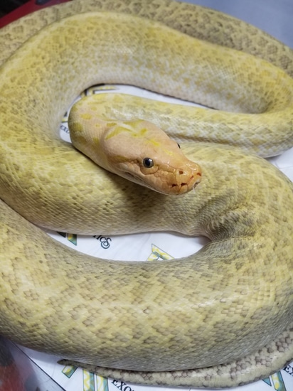 Proven Breeder! Hypo Granite Het Albino Green Burmese Python by ...