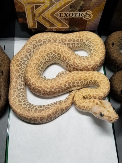 Hypo Granite Het Green 66% Het Caramel Albino Burmese Python by ...