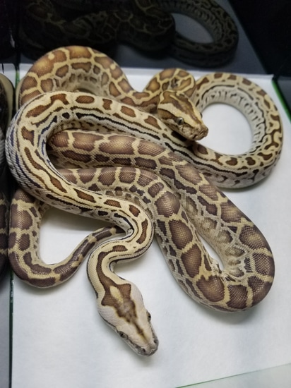 Pearl Lab Making Pair! Burmese Python by RKexotics Reptiles