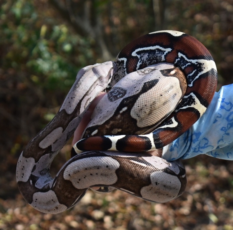 Guyana True Red-tailed Boa Constrictor by Reptilesbyrob - MorphMarket
