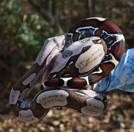 Guyana Red Tail BCC True Red-Tailed Boa Constrictor by Reptilesbyrob