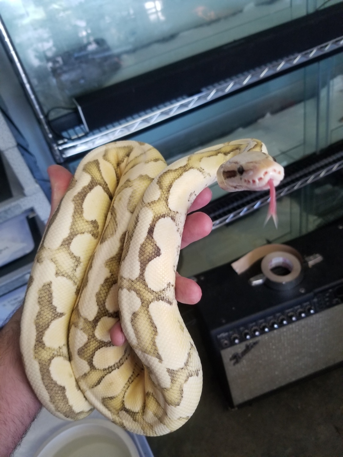 Vanilla Scream Ball Python by Rat man - MorphMarket