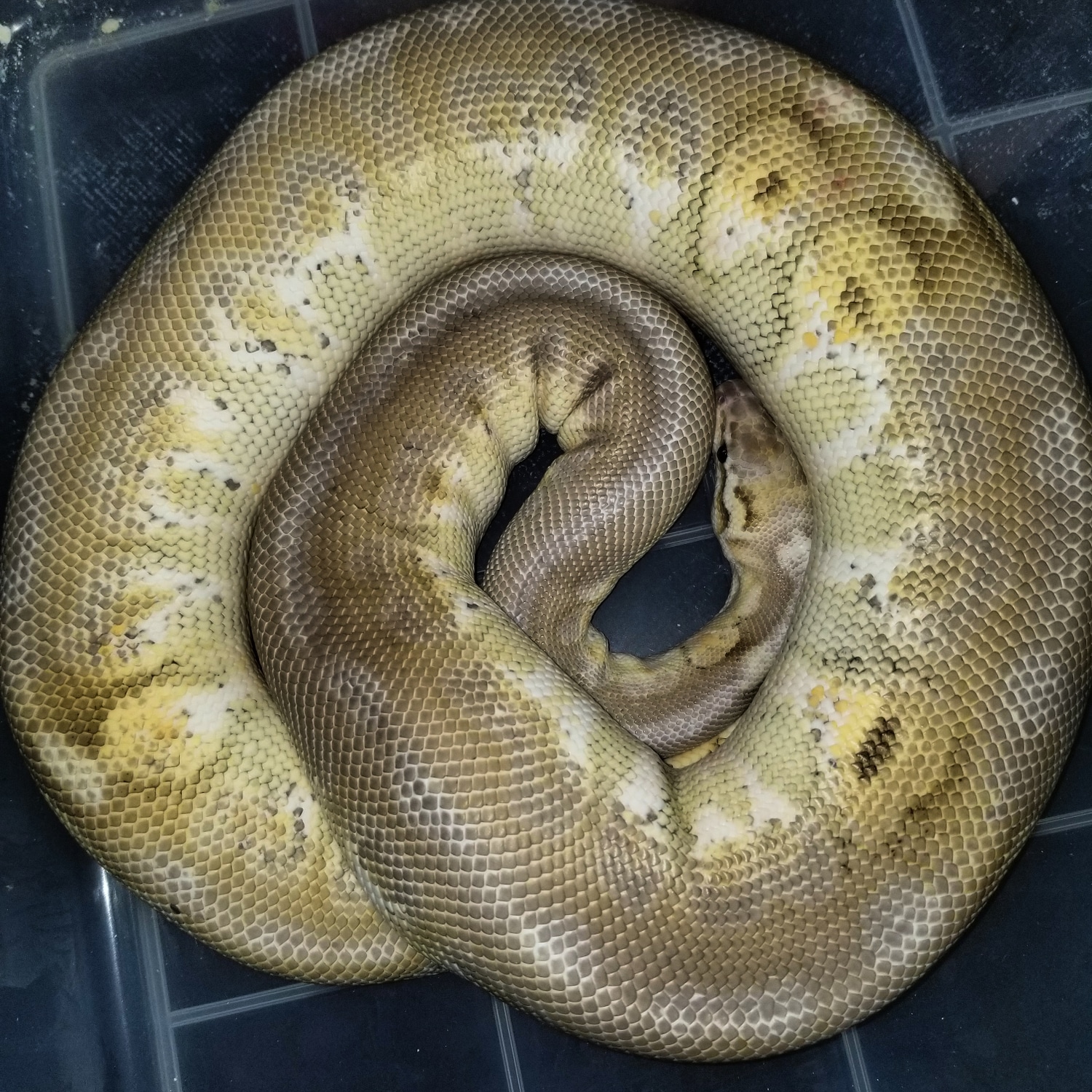 Black Pewter Lesser Enchi Ball Python by Rat man - MorphMarket