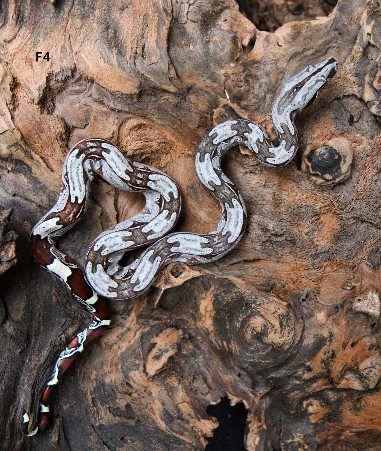 Suriname True Red-tailed Boa Constrictor by La Fleur's Boas - MorphMarket