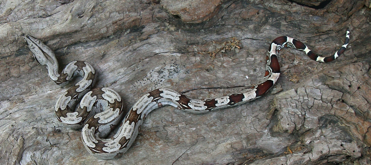 Suriname True Red-Tailed Boa Constrictor by La Fleur's Boas - MorphMarket