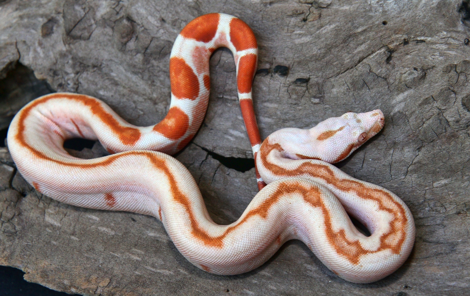 PK Stripe Sunglow Boa Constrictor by La Fleur's Boas - MorphMarket
