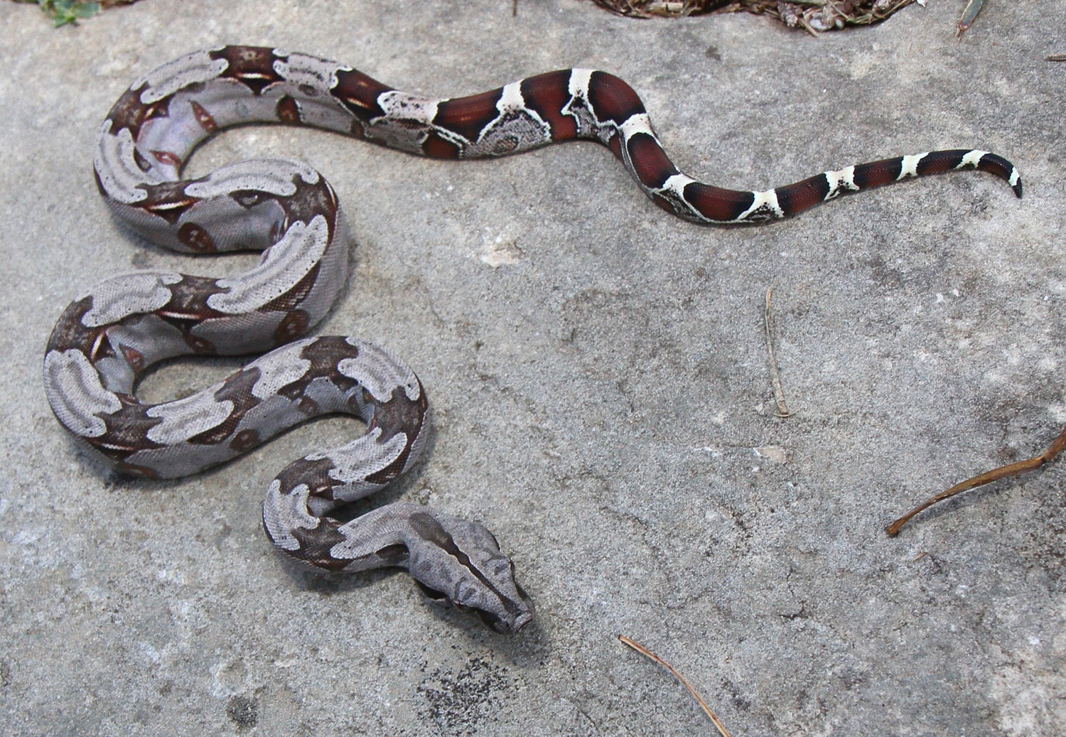 Suriname True Red-tailed Boa Constrictor by La Fleur's Boas - MorphMarket