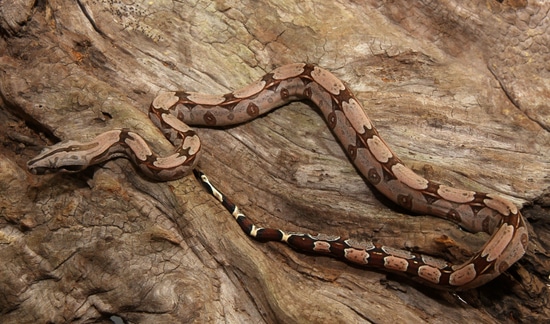 Suriname Red Tail True Red-Tailed Boa Constrictor by La Fleur's Boas