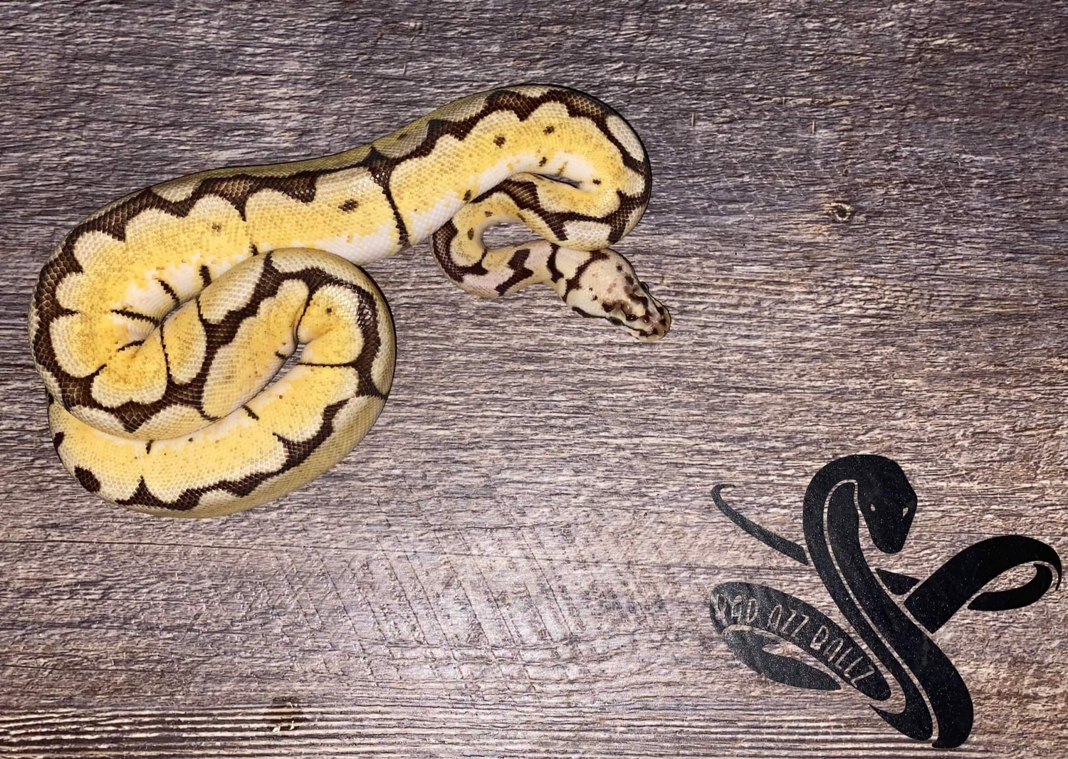 Bumblebee Ball Python by Bad Azz Balls - MorphMarket